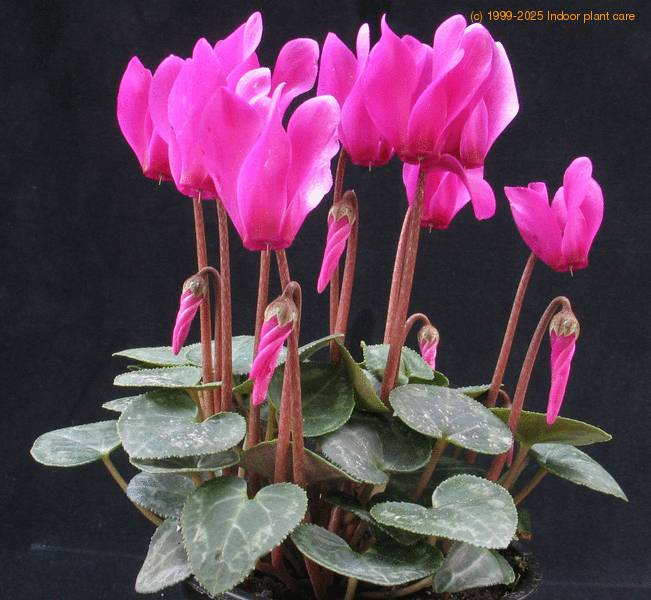 cyclamen hybrid mini 3