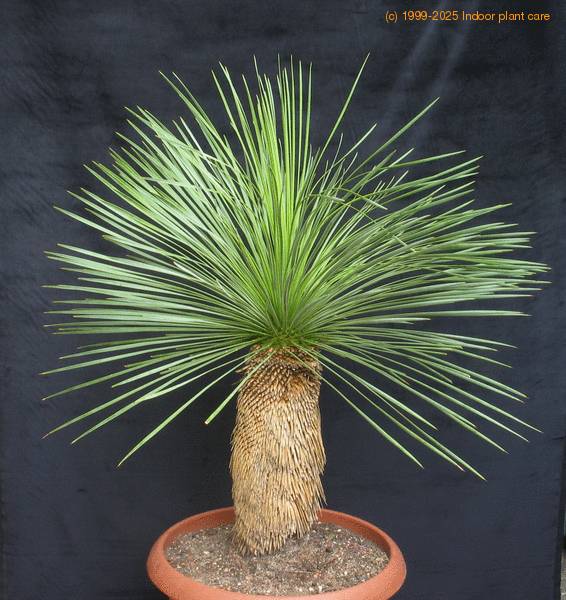 dasylirion acrotrichum