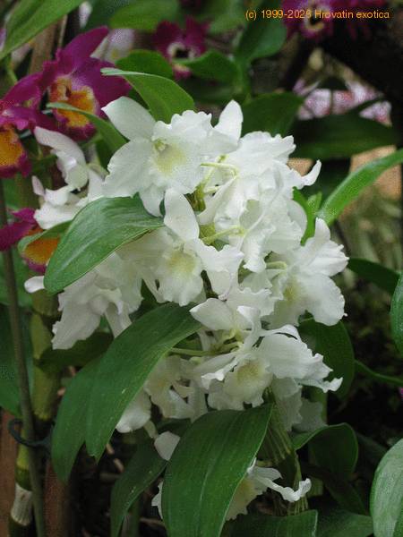 dendrobium sp