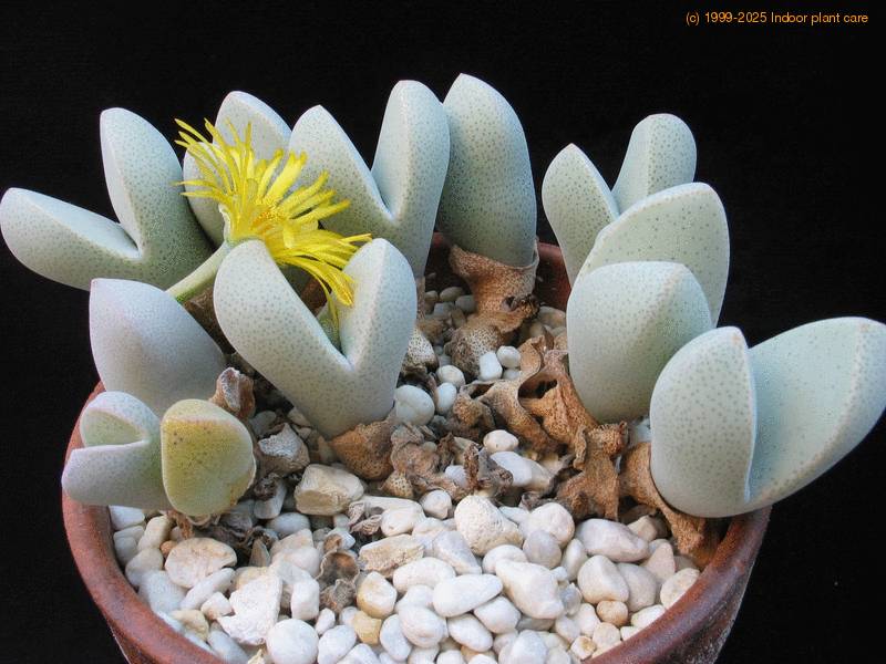 dinteranthus microsp body