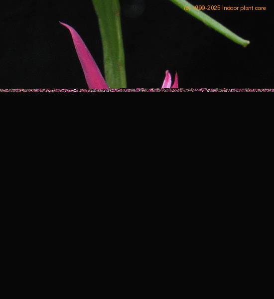 disocactus biformis flower