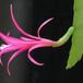 Disocactus biformis1 flower