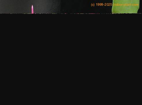 Disocactus biformis1 flower