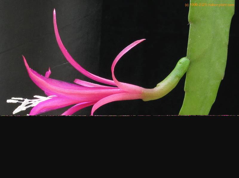 disocactus biformis1 flower