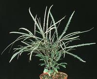 Dizygotheca elegantissima 1879