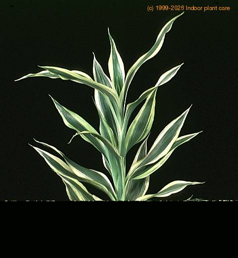 dracaena deremensis 1877