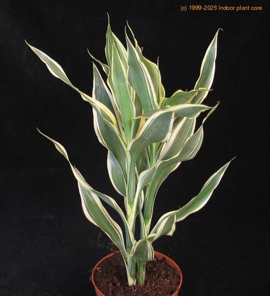 dracaena deremensis