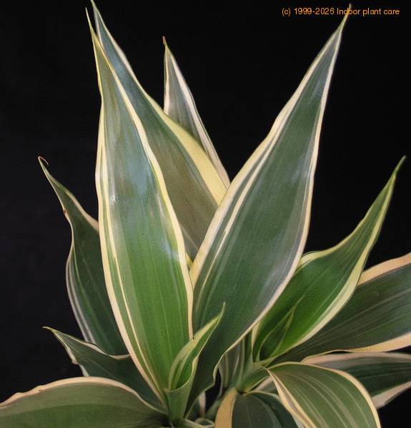 dracaena deremensis leaf