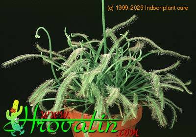 drosera capensis alba 1719
