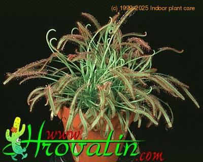 drosera capensis 1715