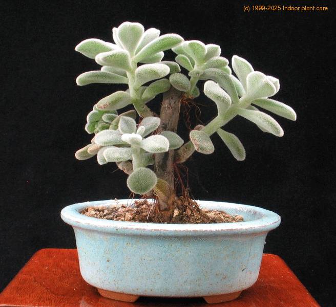 echeveria setosa 1