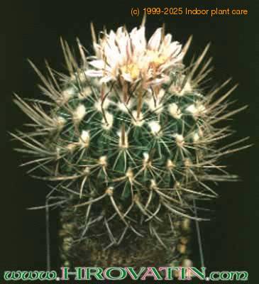 echinofossulocactus zacatecasensis 62
