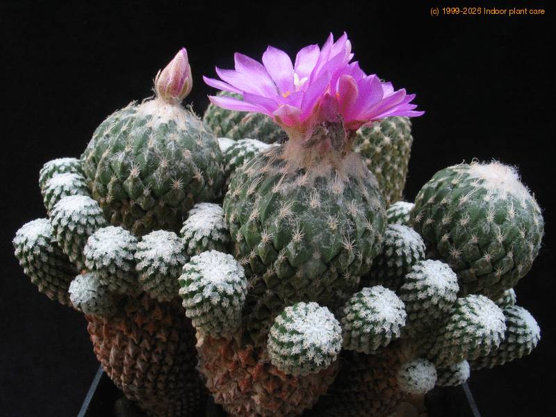 encephalocarpus strobiliformis sib