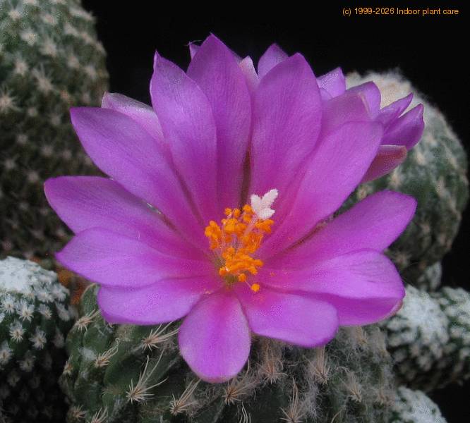encephalocarpus strobiliformis sif