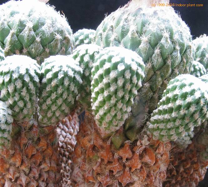 encephalocarpus strobiliformis1