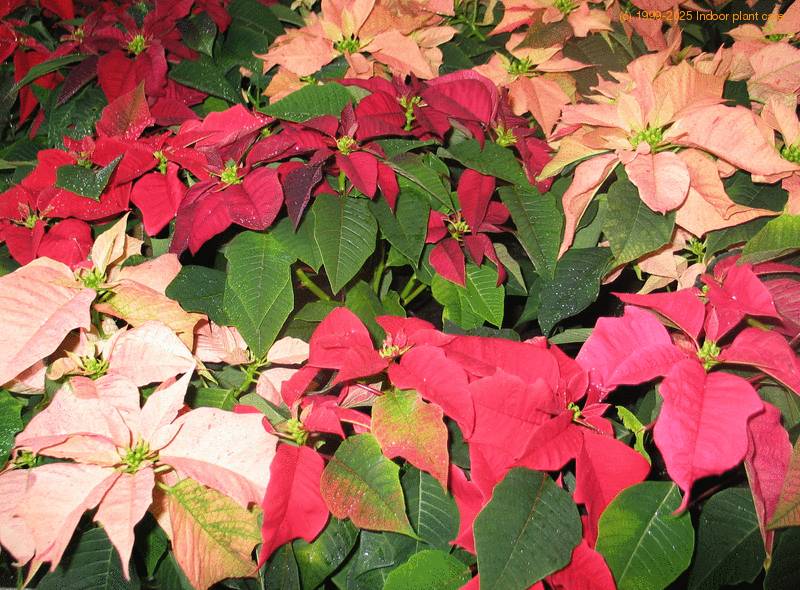 euphorbia pulcherrima sibmix