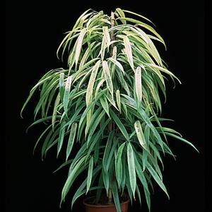 Ficus alii 3002