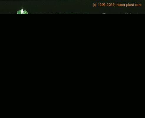 Ficus benjamina Natasja clump 1893