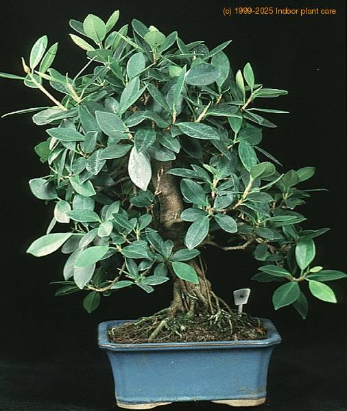 ficus nitida 2631