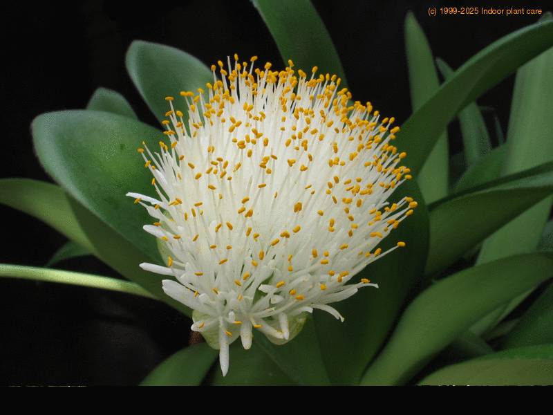 haemanthus albiflos flower