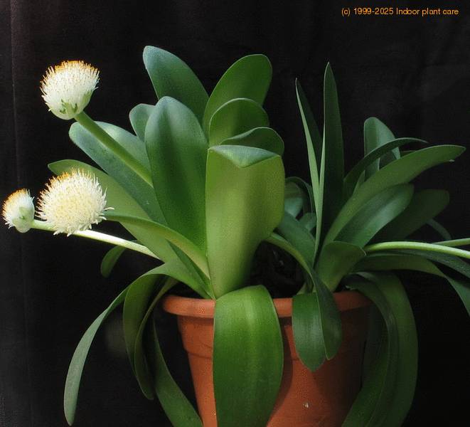 haemanthus albiflos sib