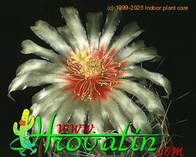 hamatocactus setispinus flower 440