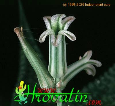 haworthia limifolia flower 1133