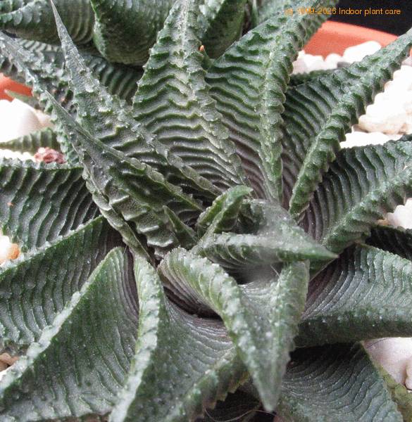 haworthia limifolia major 2