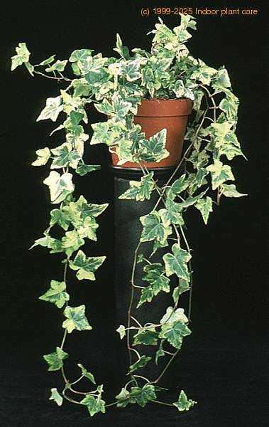 hedera golden colibri 1876