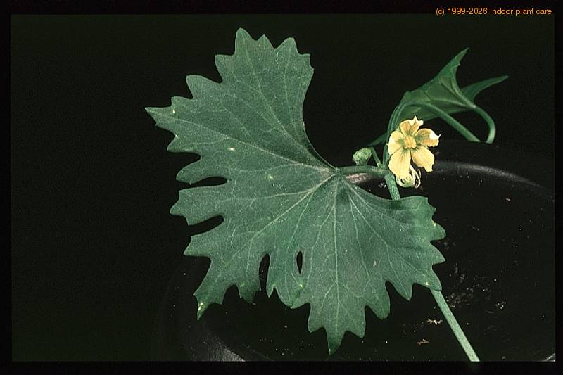 ibervillea sonorensis 1664