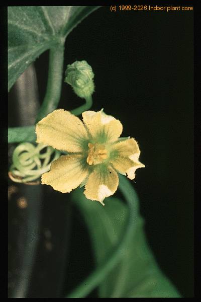 ibervillea sonorensis 1666