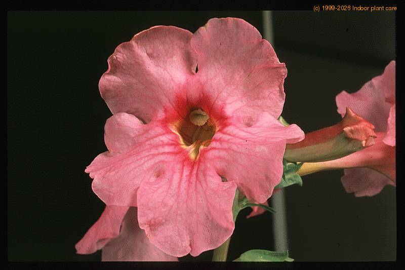 Incarvillea delavayi