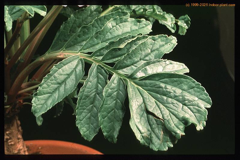Incarvillea delavayi