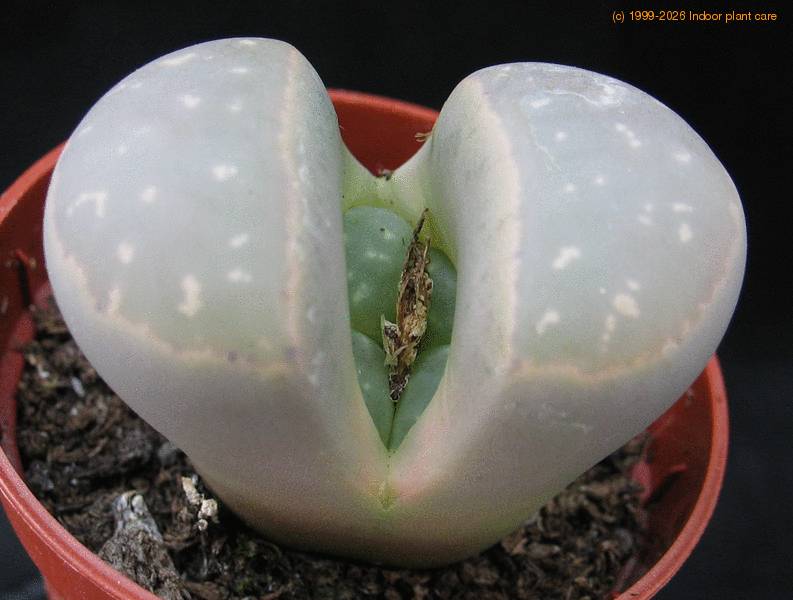 lithops sp 03