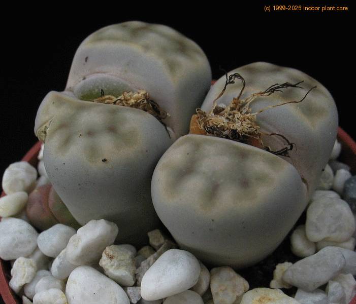 lithops sp 07
