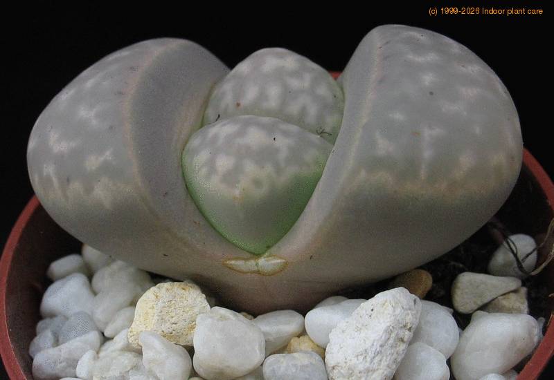 lithops sp 08