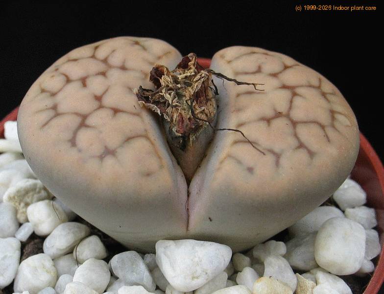lithops sp 10