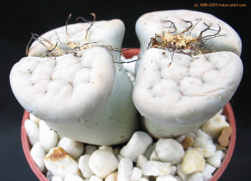 lithops sp 11