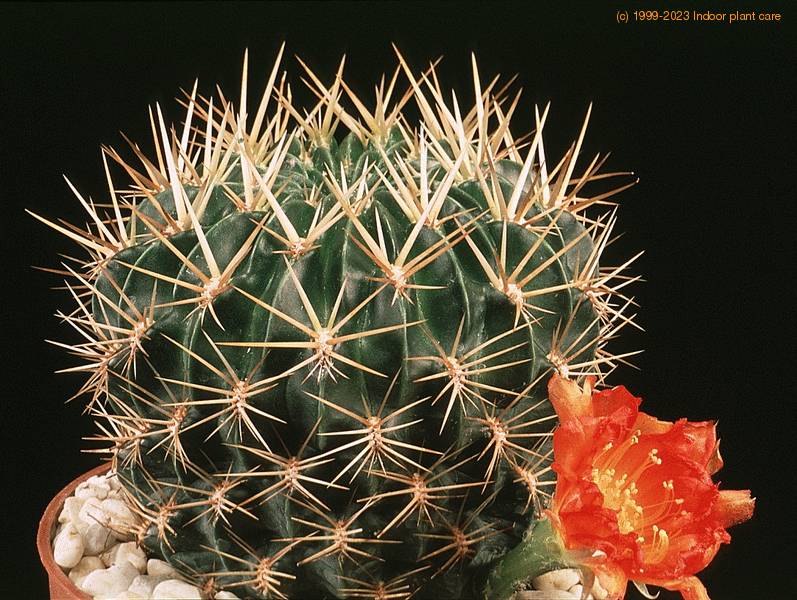 lobivia acanthoplegma 569