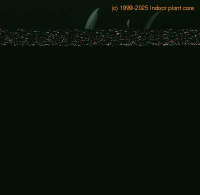 Miltonia roezlii 1780