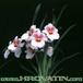 Miltonia roezlii 1780