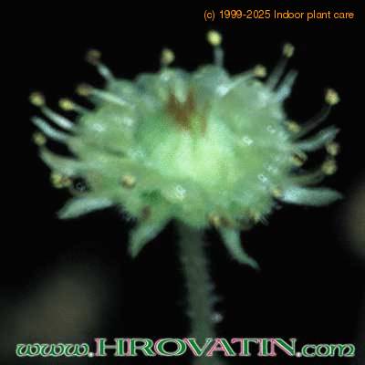 Monanthes polyphylla flower 1045