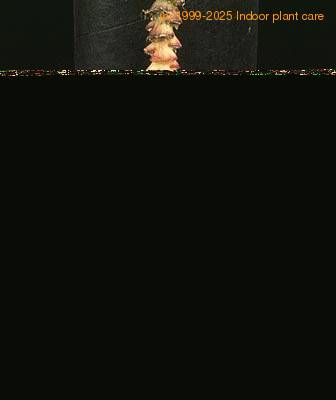 Musa cavendishii flower 1916