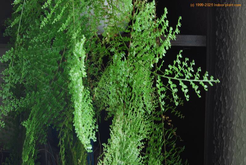 nephrolepis sp 5