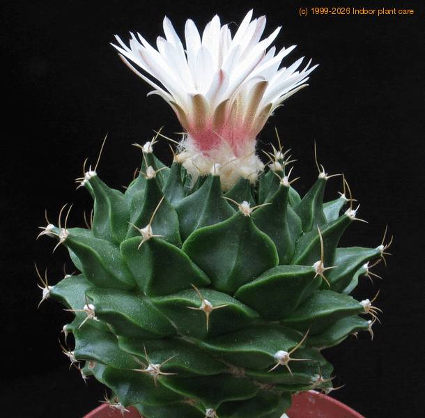 obregonia denegrii body