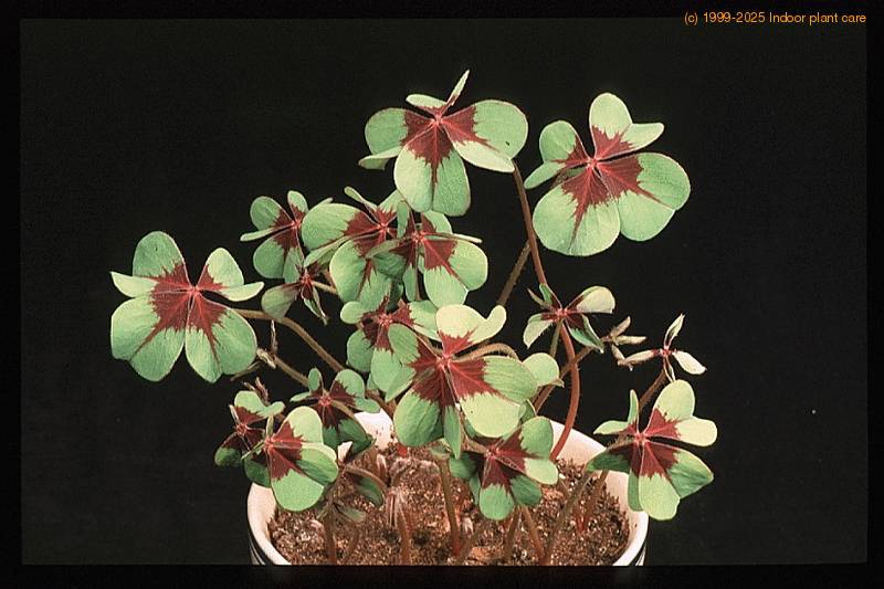 oxalis deppei 2787