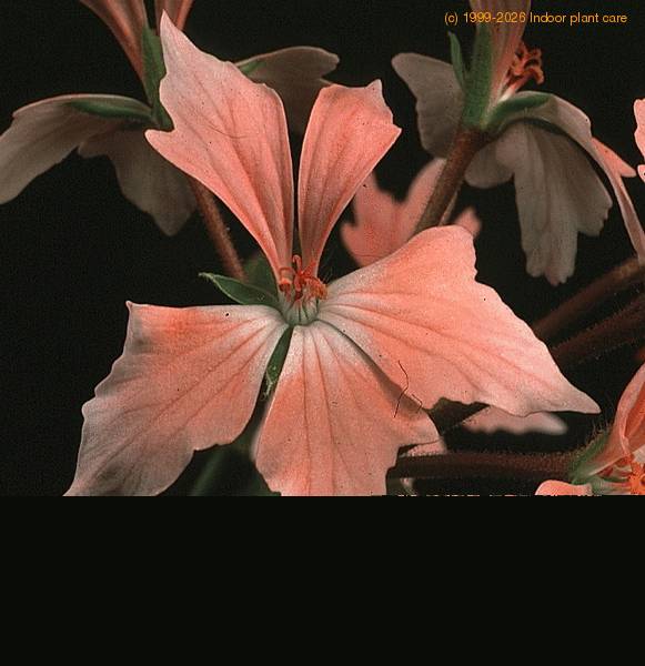 Pelargonium Peltatum Sp Sif
