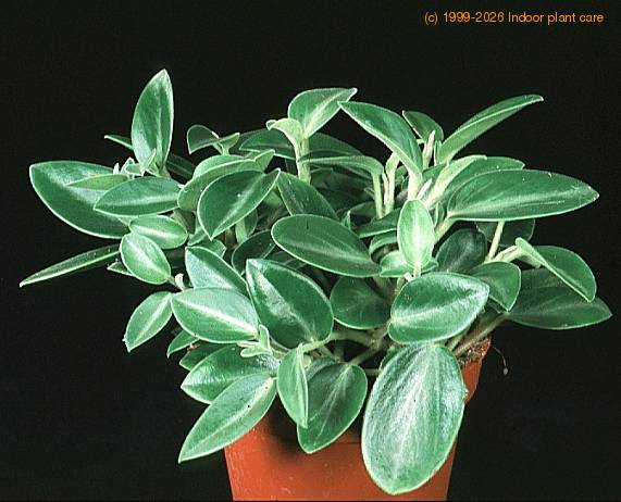 peperomia pixie green 1863