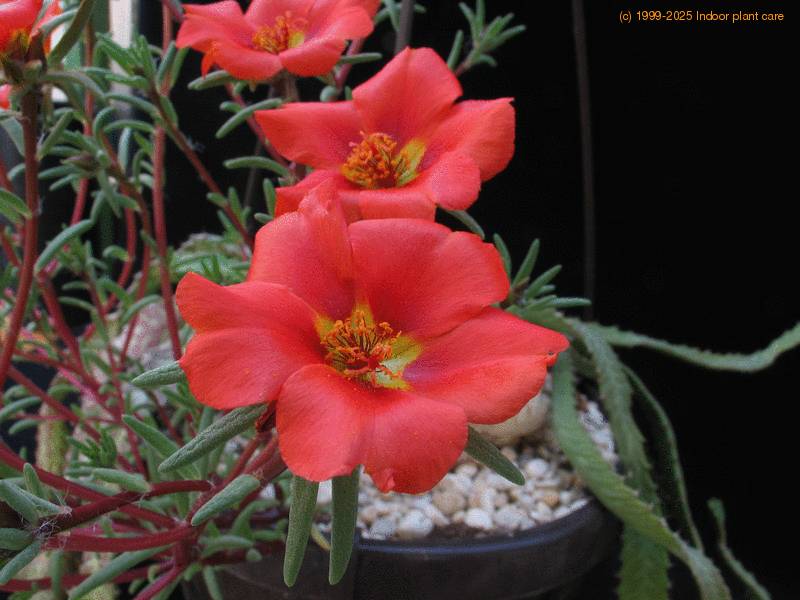 portulaca 2