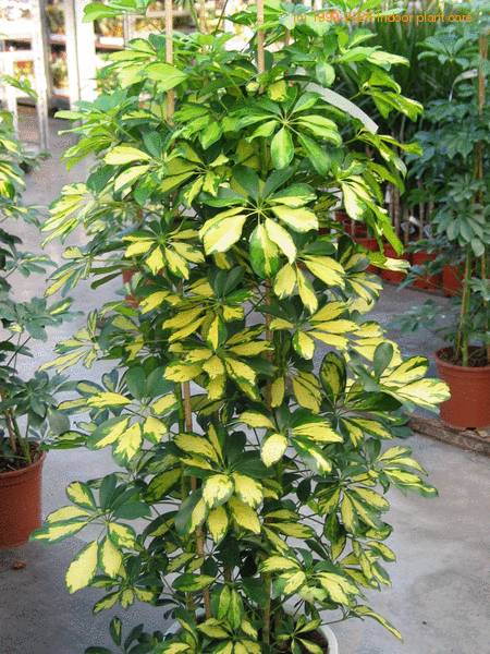 schefflera 1